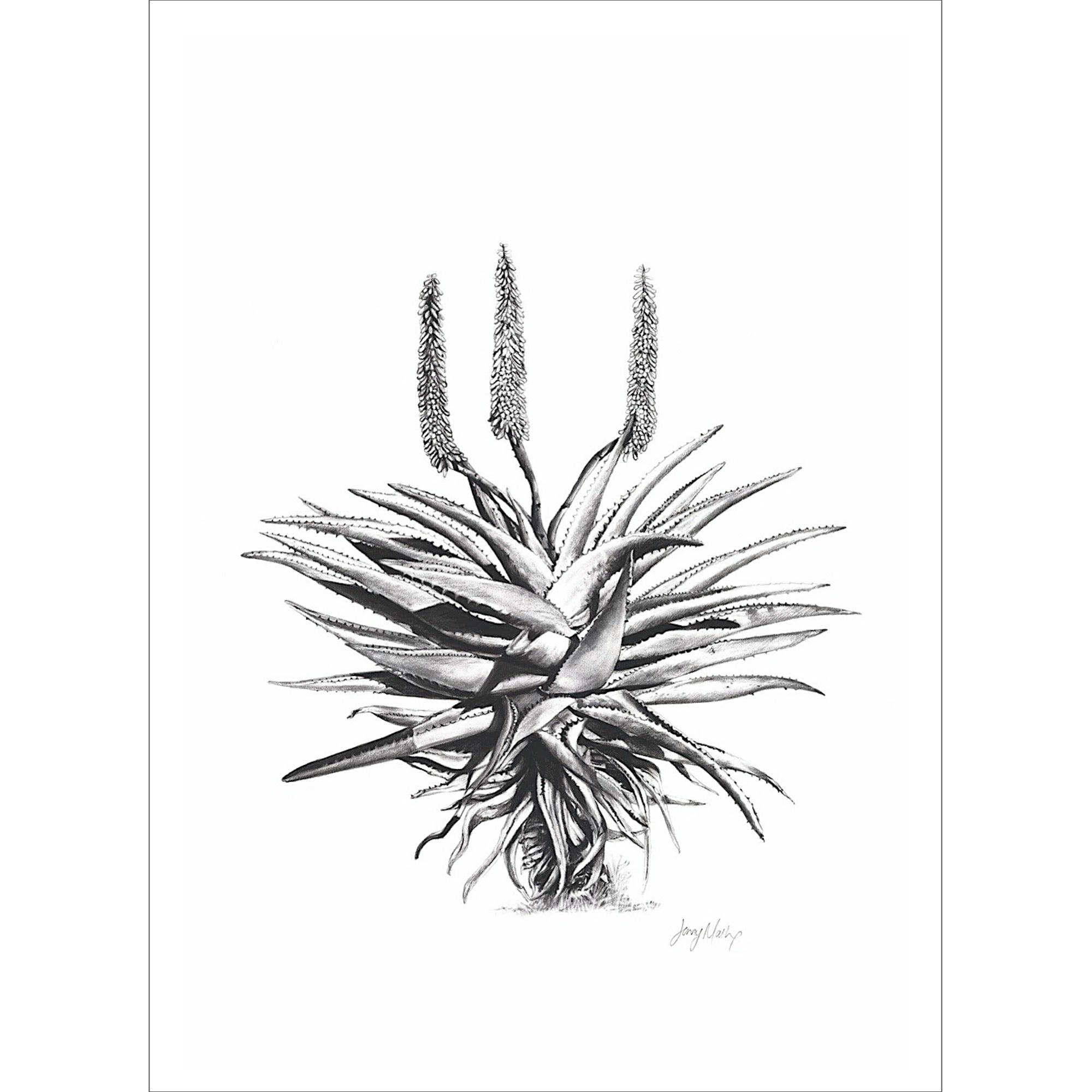 Aloe 1 A4 Poster Print - African Indigenous Flora Sketch – Ruthanne ...