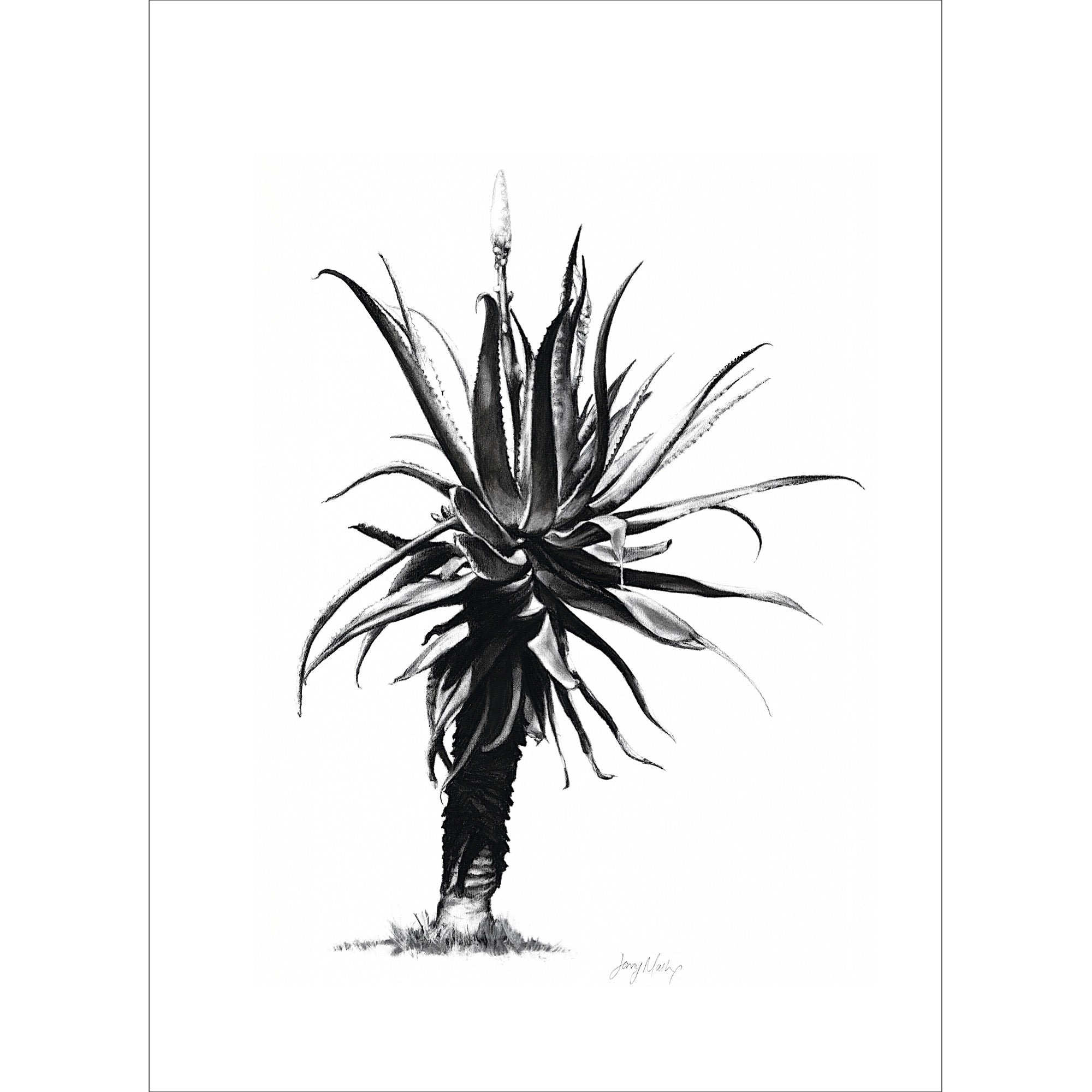 Aloe 4 A4 Poster Print - African Indigenous Flora Sketch – Ruthanne ...