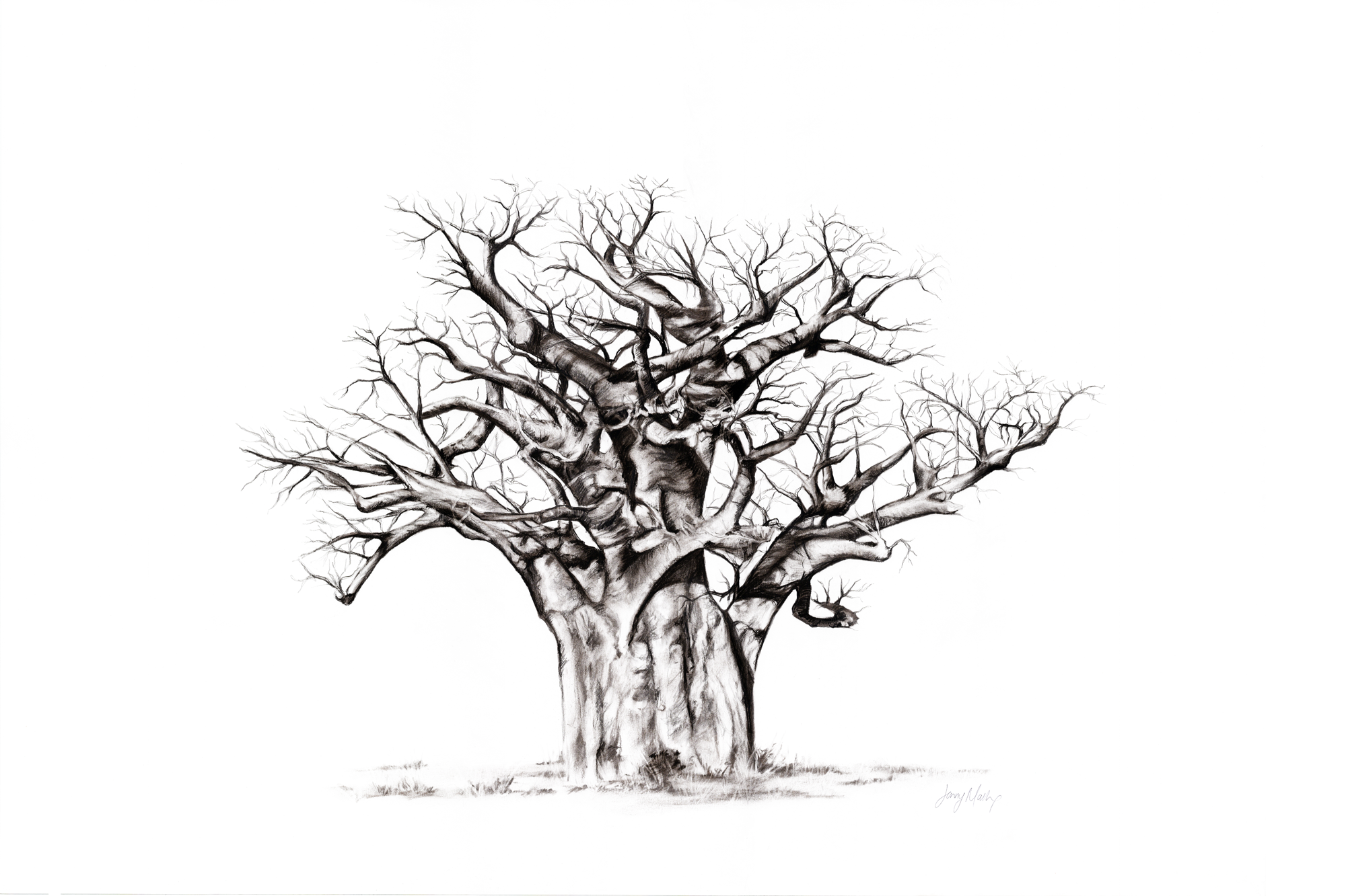 Baobab Canvas Print #1 | African Landscape Art – Ruthanne Collection