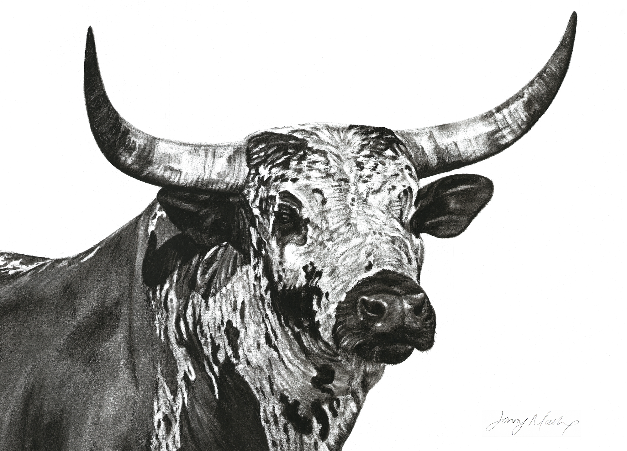 Nguni Bull Head Canvas Print - Majestic & Cultural African Art ...